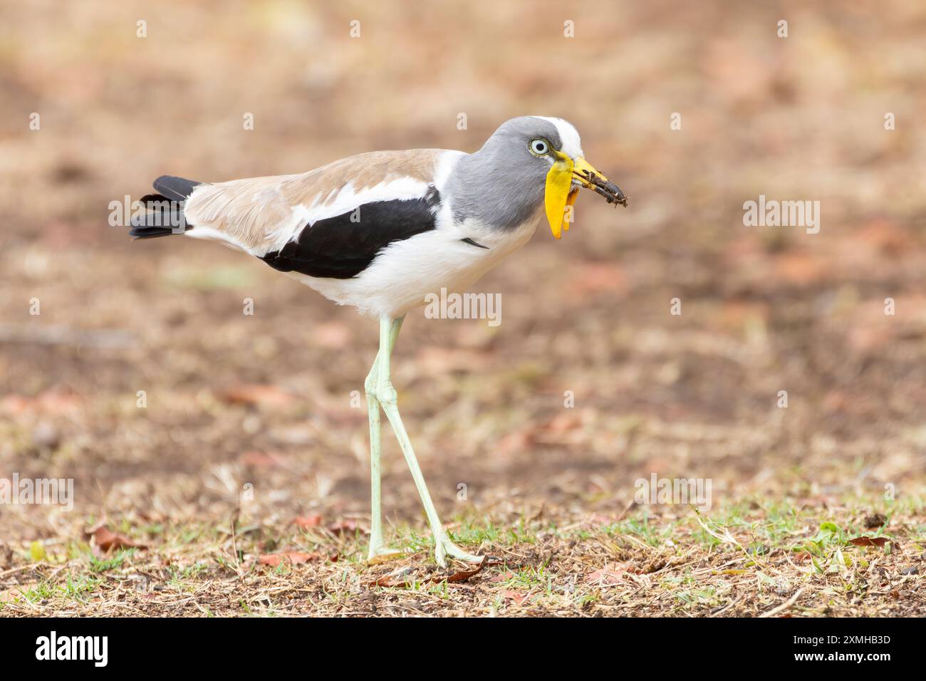 White-crowned Lapwing (Vanellus albiceps) Limpopo, South Africa Stock ...