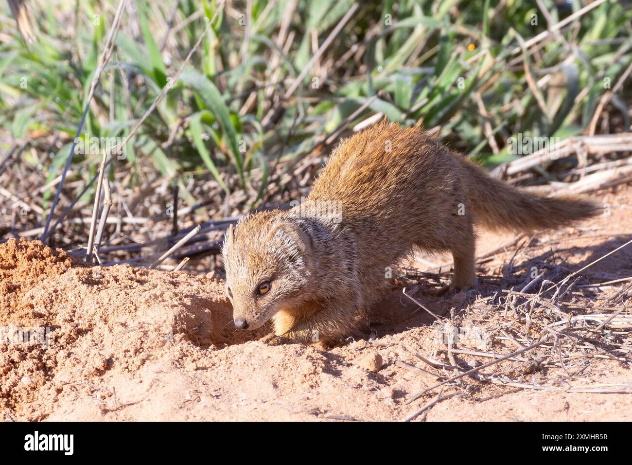 Yellow Mongoose (Cynictis penicillata) digging for prey, Kalahari ...