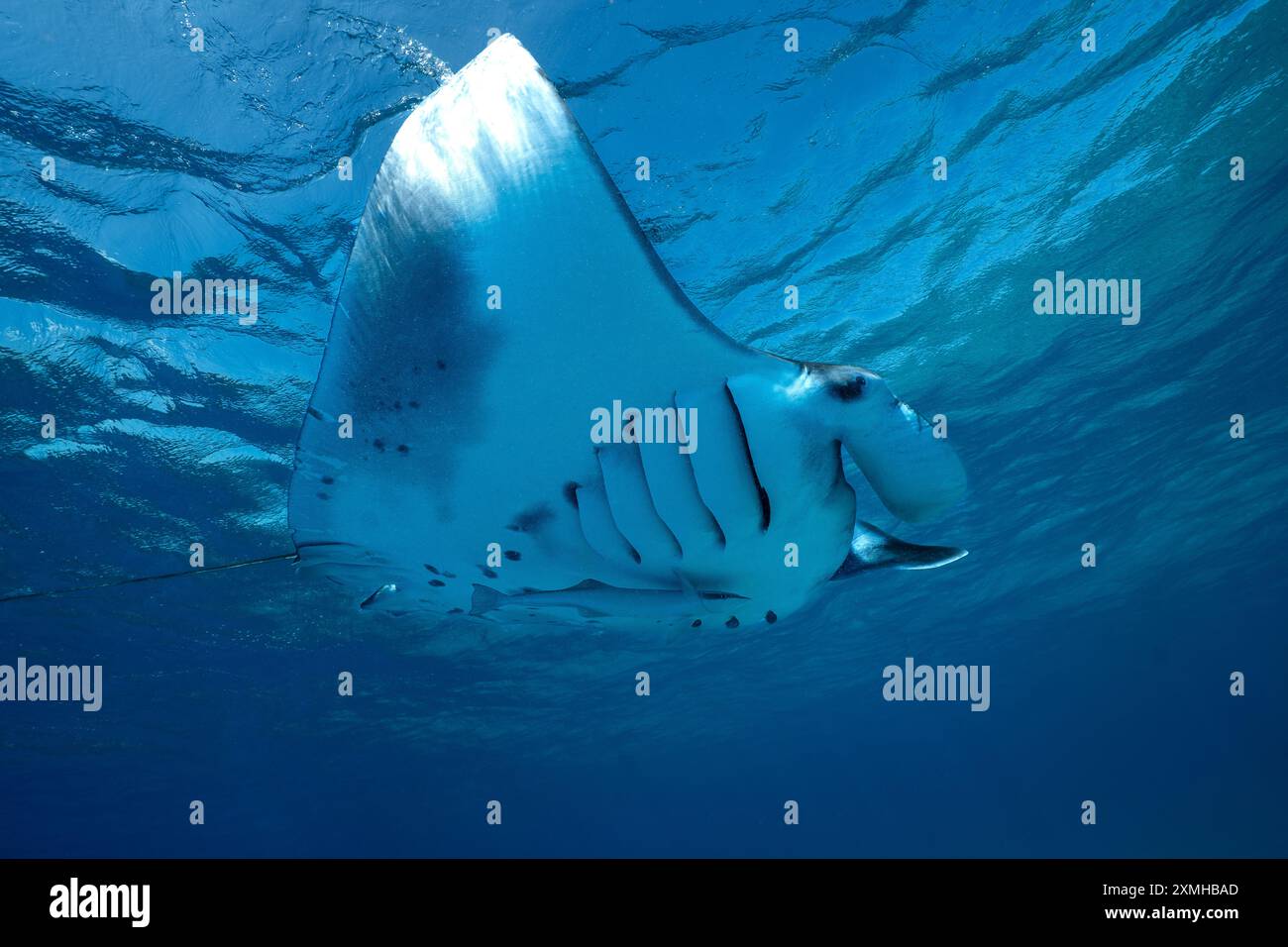 Close manta ray encounters in the mayotte lagoon Indian Ocean Stock ...