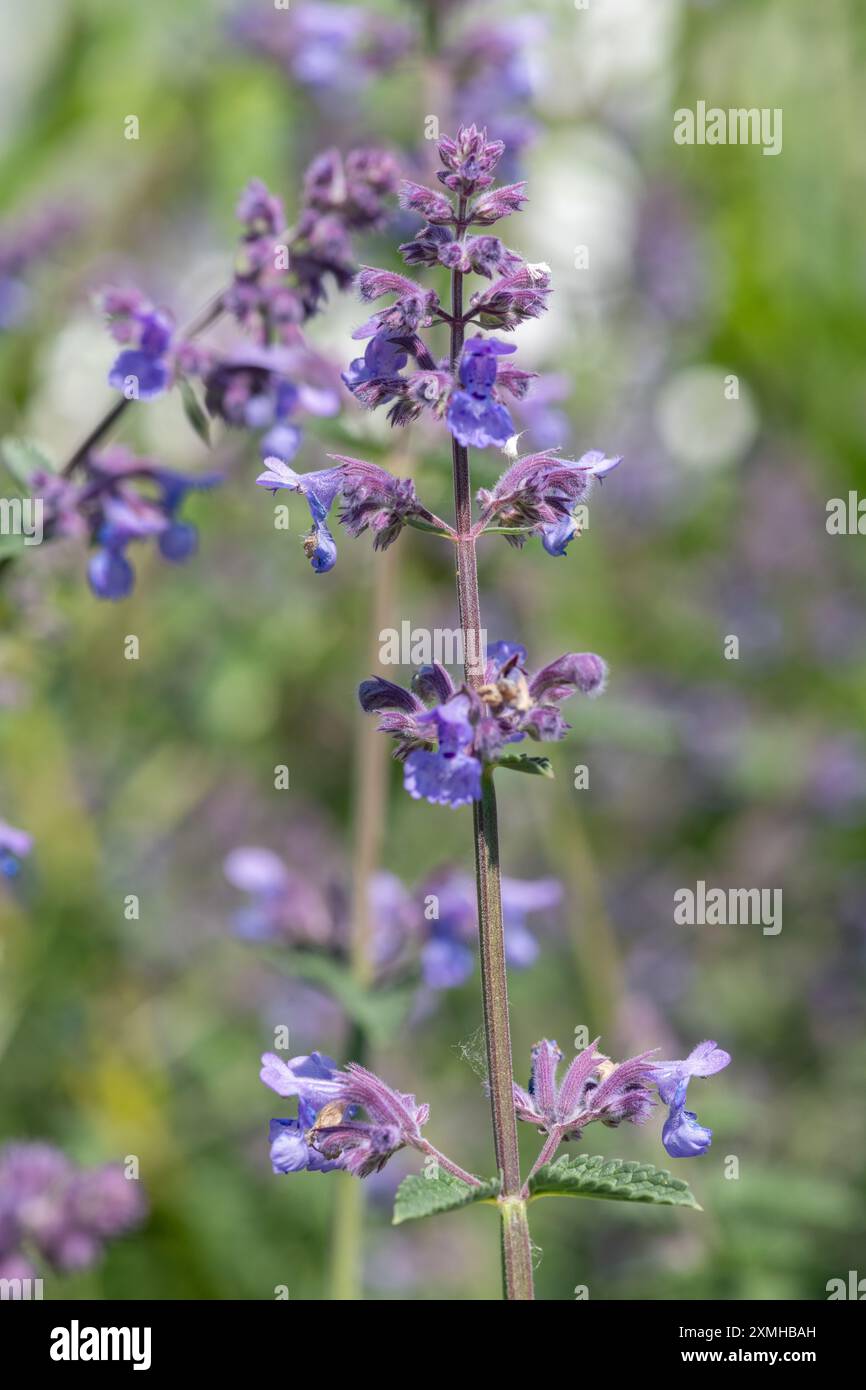 Close up of lesser cat mint (nepeta nepetella) flowers in bloom Stock ...