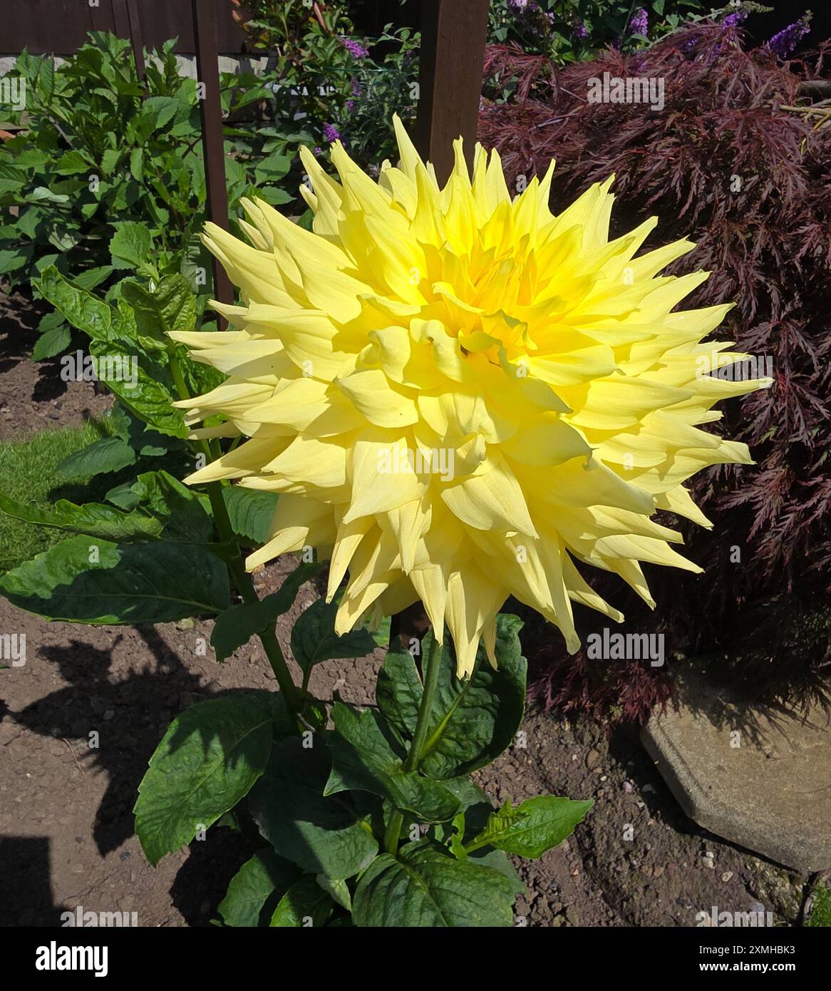 Giant Semi Cactus, Corson Gold Stock Photo - Alamy