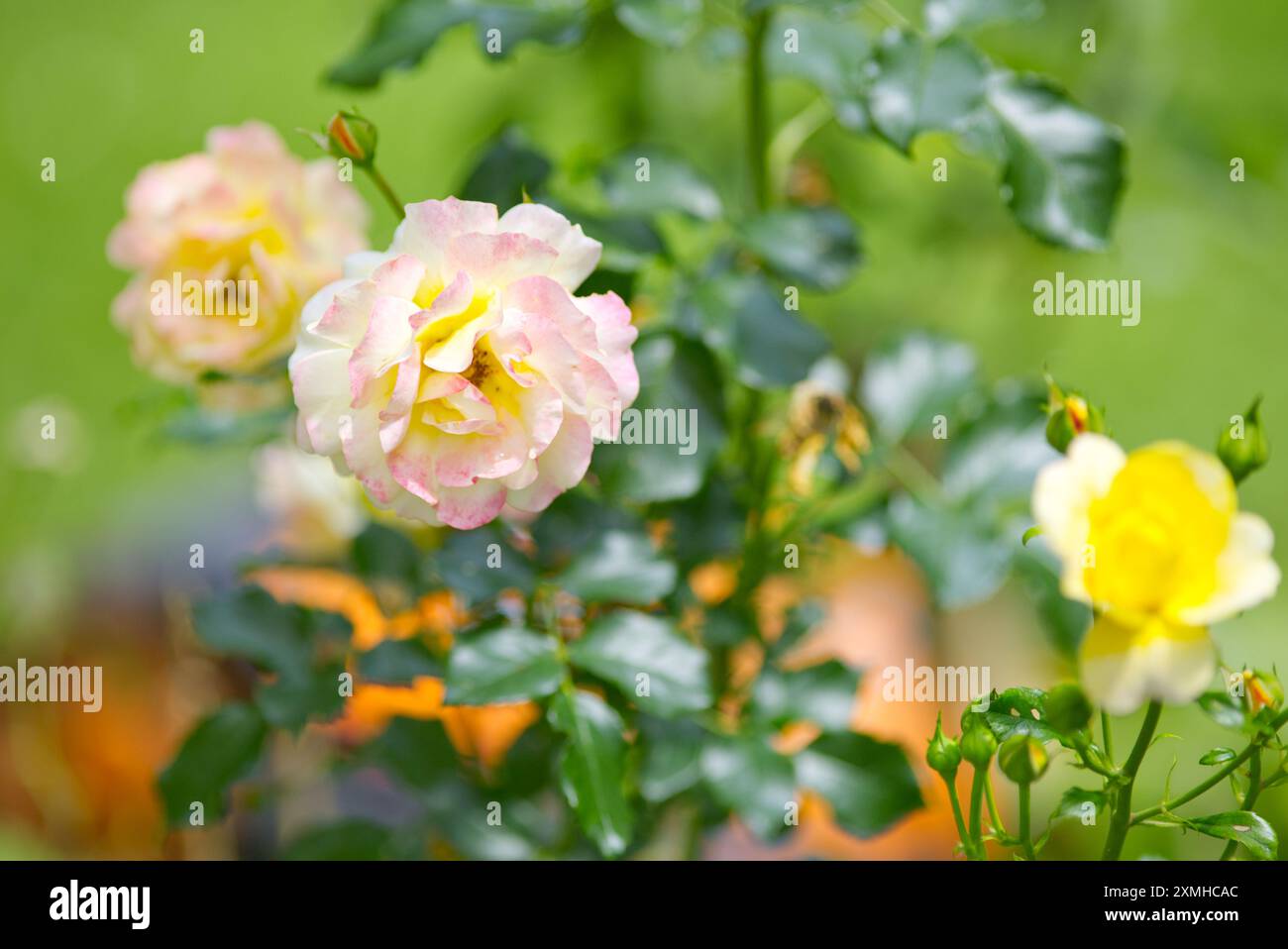 Color of roses hi-res stock photography and images - Alamy