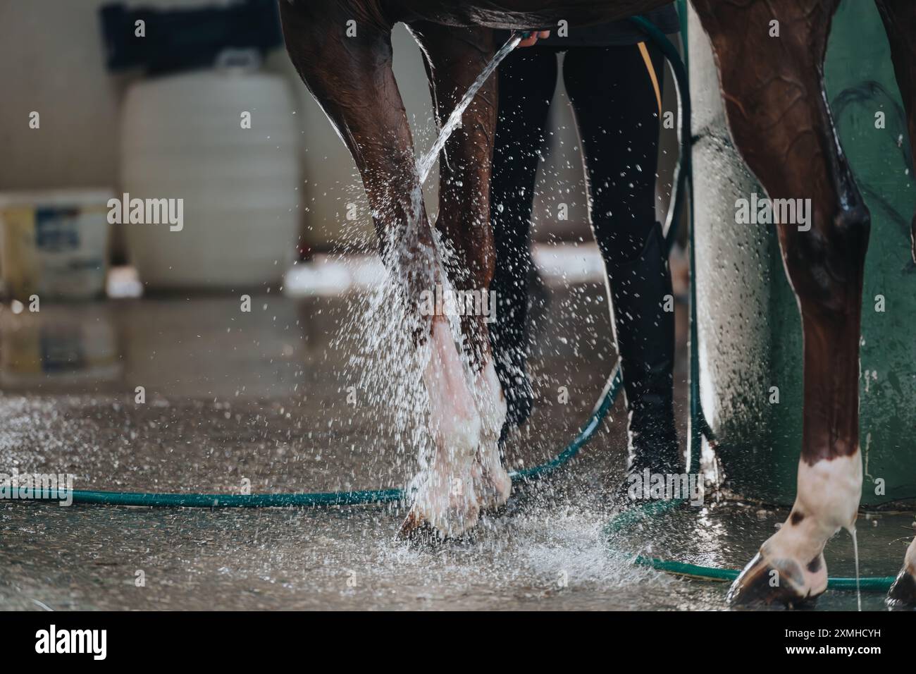 Daily stable routine hi-res stock photography and images - Alamy