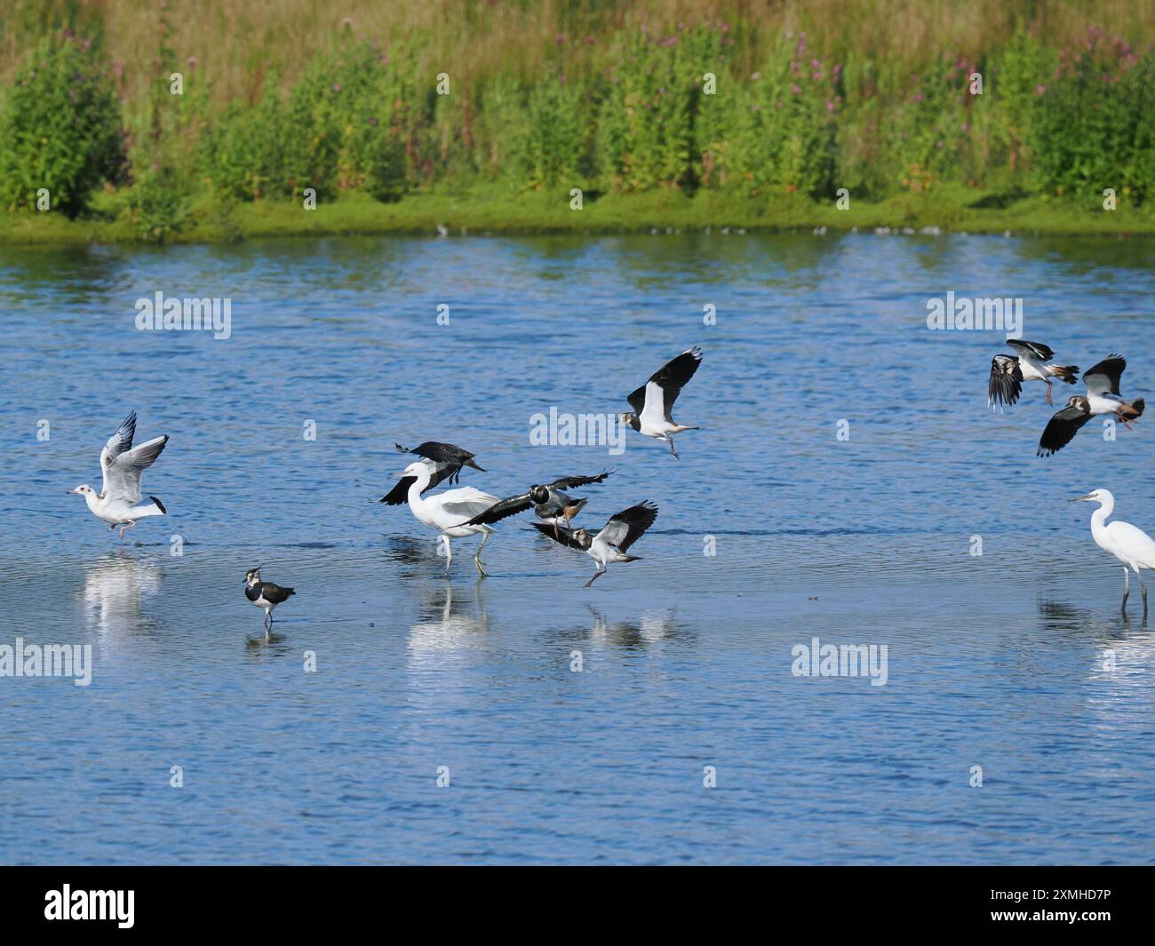 A mixed flock of egrets and waders in shallows at Burton mere wetlands ...