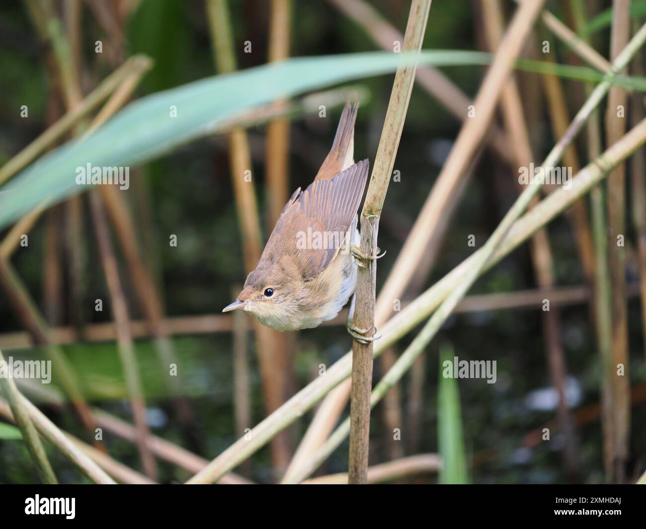 Skulking passerine hi-res stock photography and images - Alamy