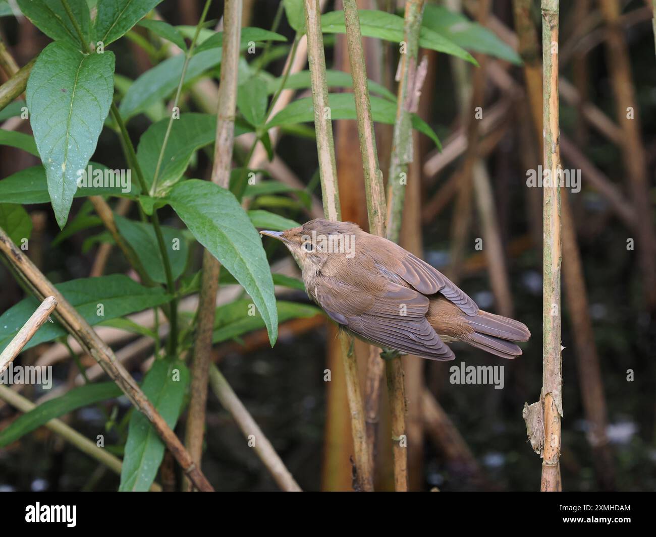 Skulking hi-res stock photography and images - Alamy