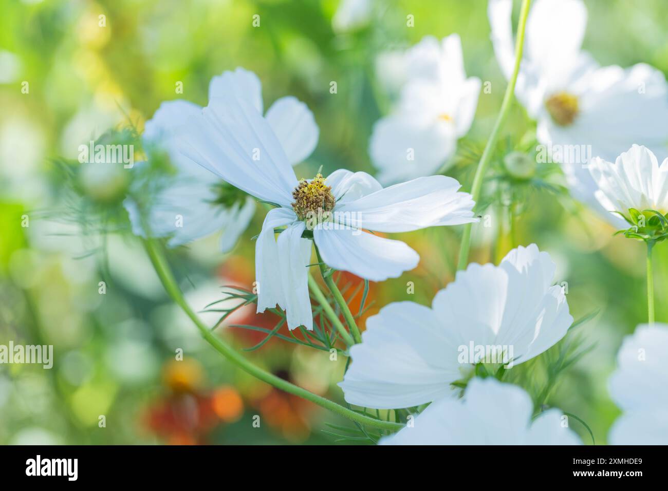 Cosmos bipinnatus, ' Purity' Stock Photo - Alamy