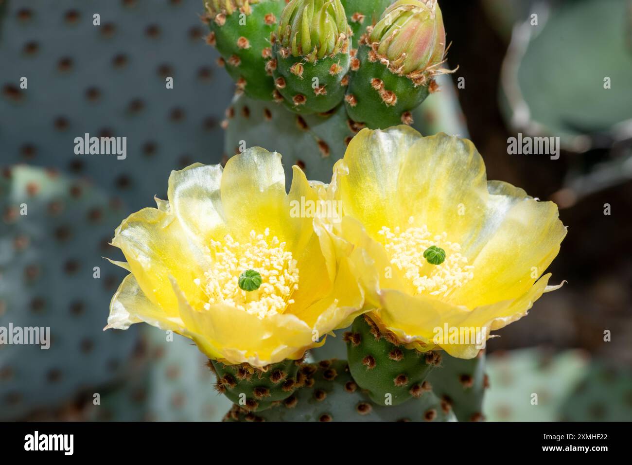 Opuntia robusta cactaceae cactus hi-res stock photography and images ...