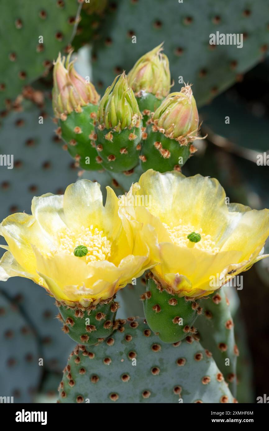 Opuntia robusta cactaceae cactus hi-res stock photography and images ...