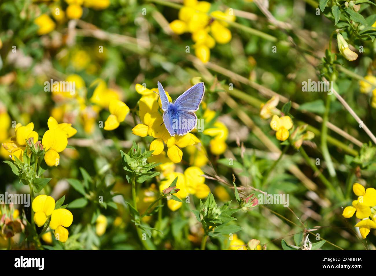 Blue butterfly life cycle hi-res stock photography and images - Alamy