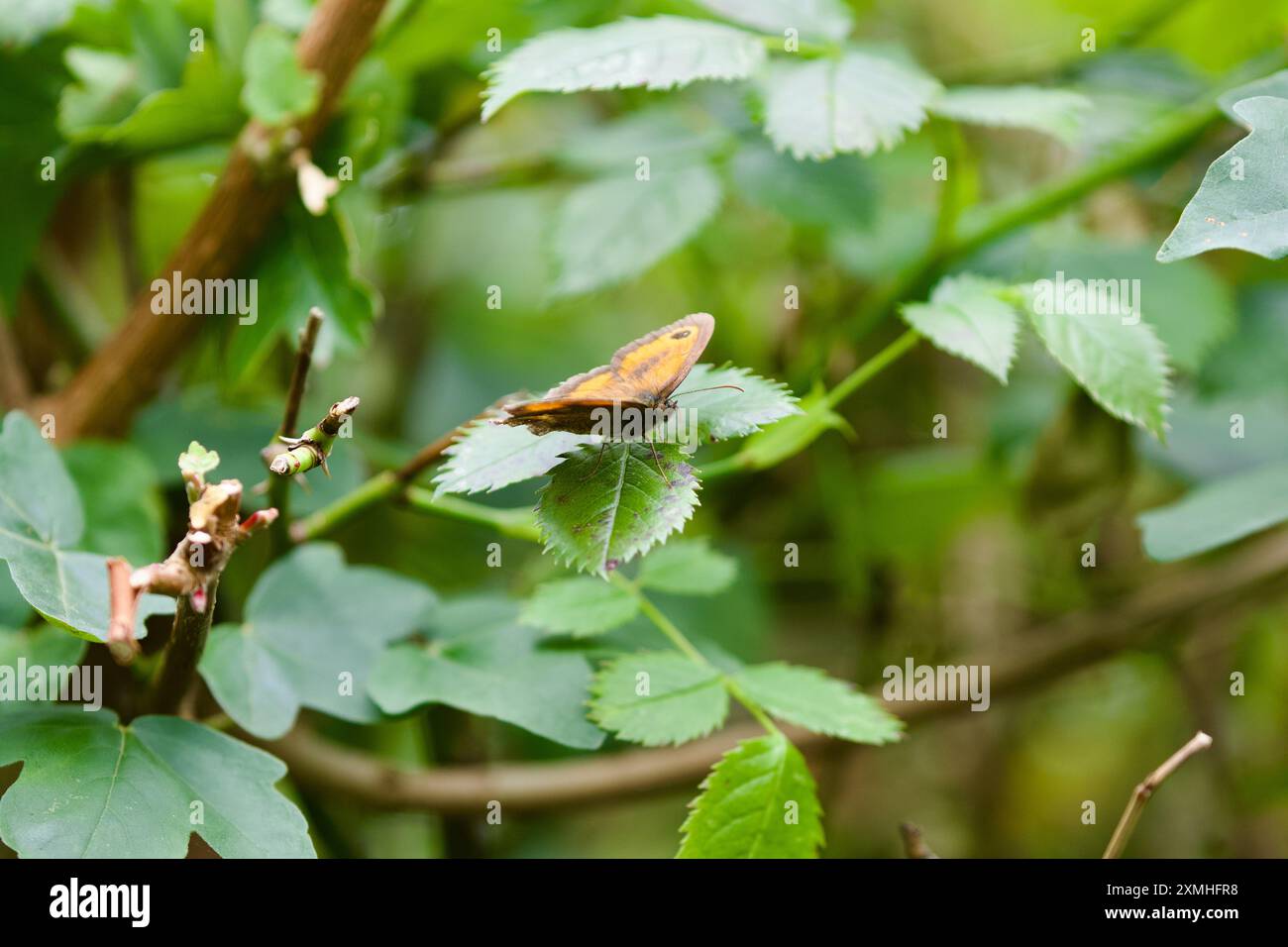 Hedge Brown butterfly (Pyromania tithonus) also known as the Gate ...