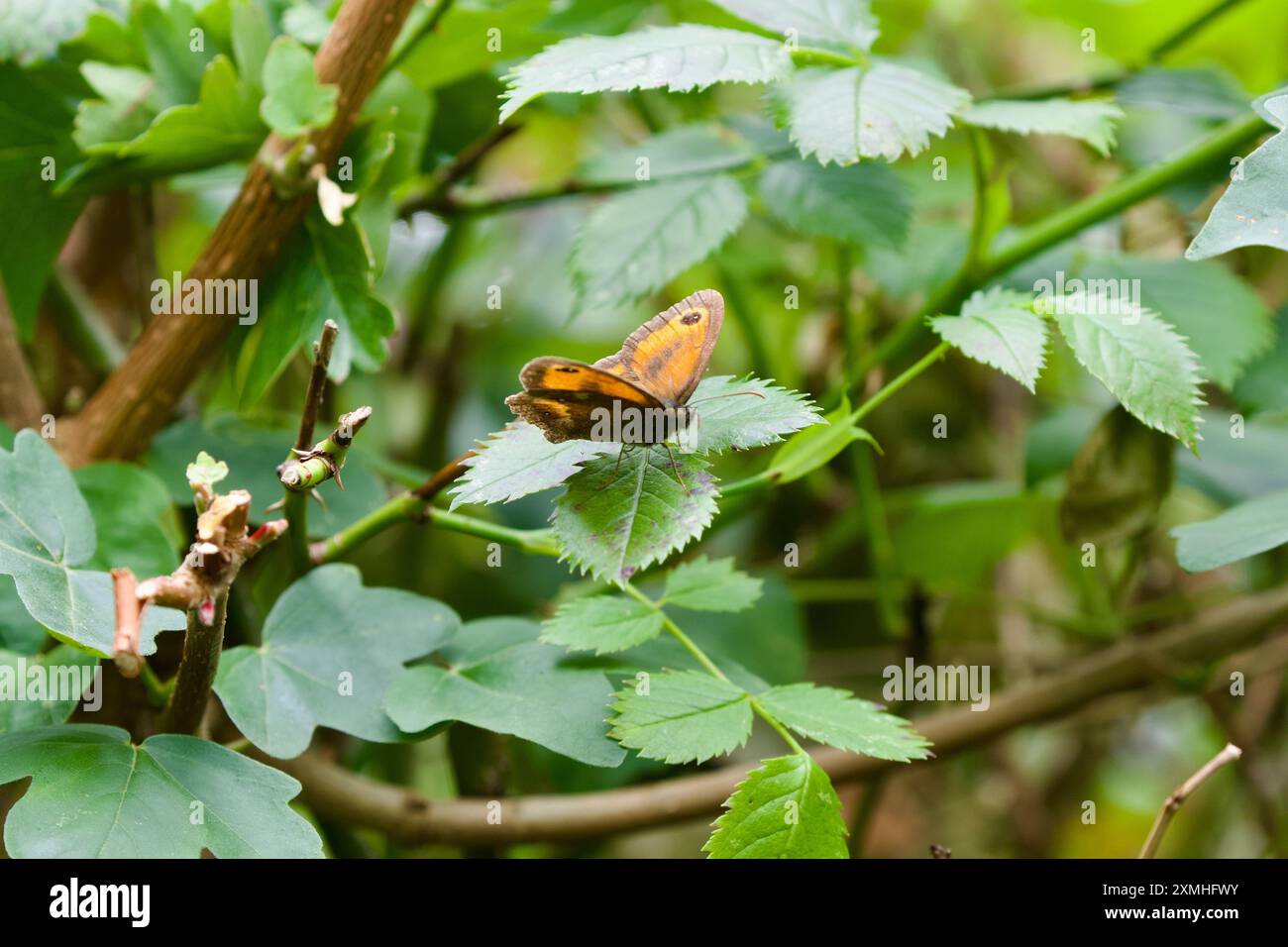 Hedge Brown butterfly (Pyromania tithonus) also known as the Gate ...