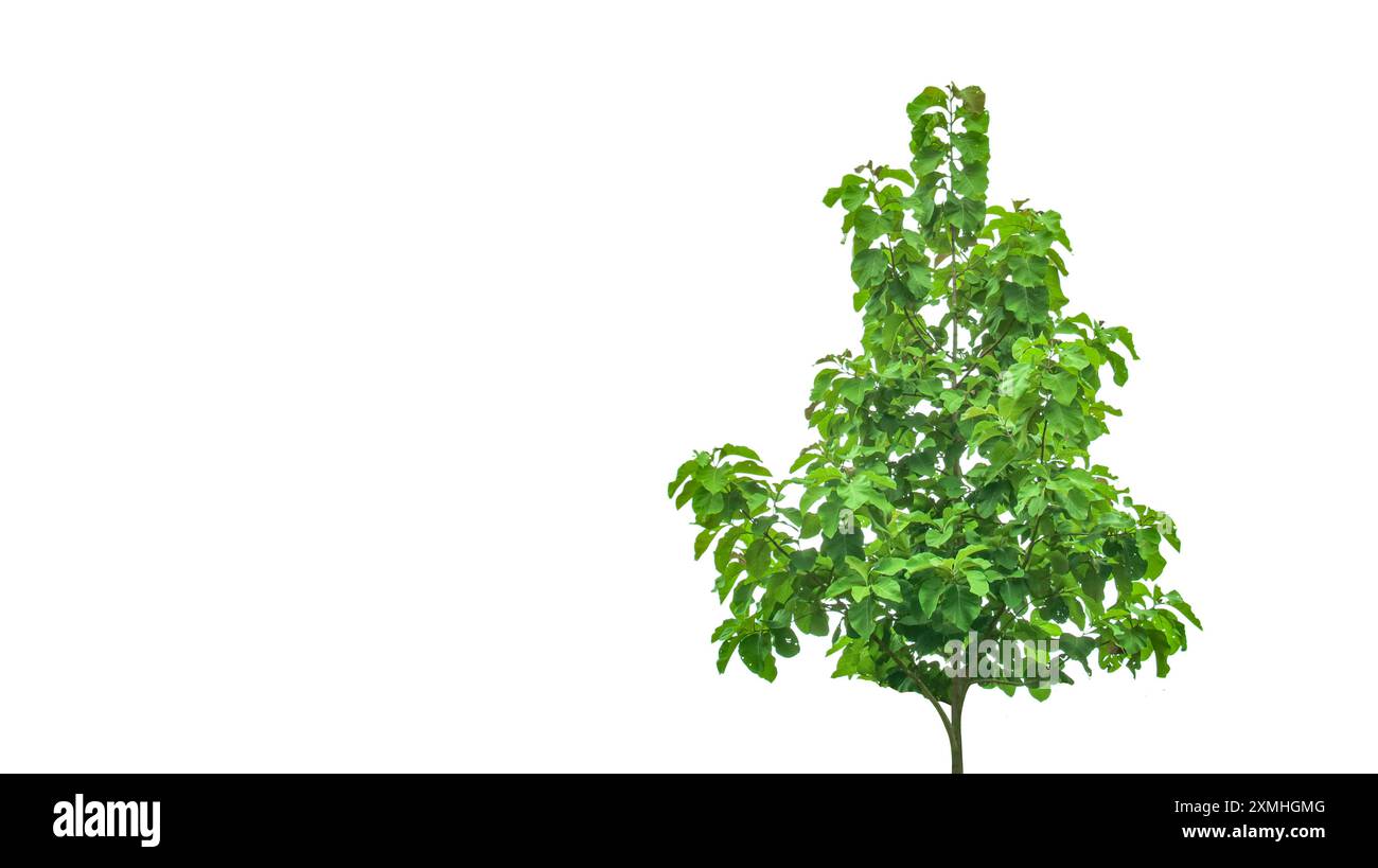 Teak trees Cut Out Stock Images & Pictures - Alamy