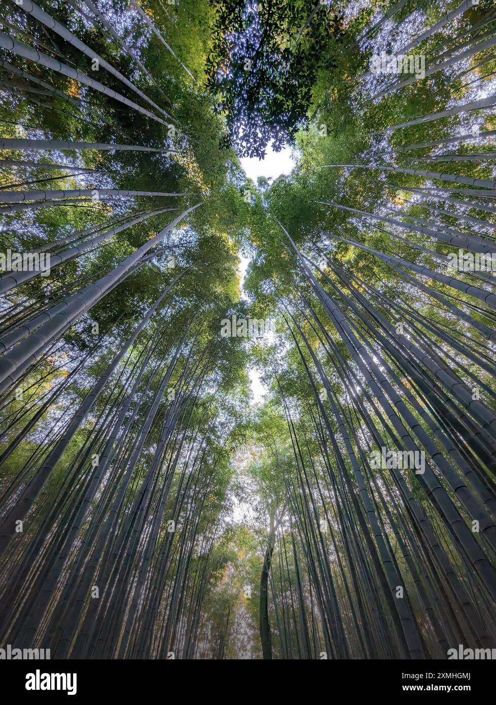 Serene Japanese Zen Bamboo Forest in Arashiyama, Kyoto 1 Stock Photo ...