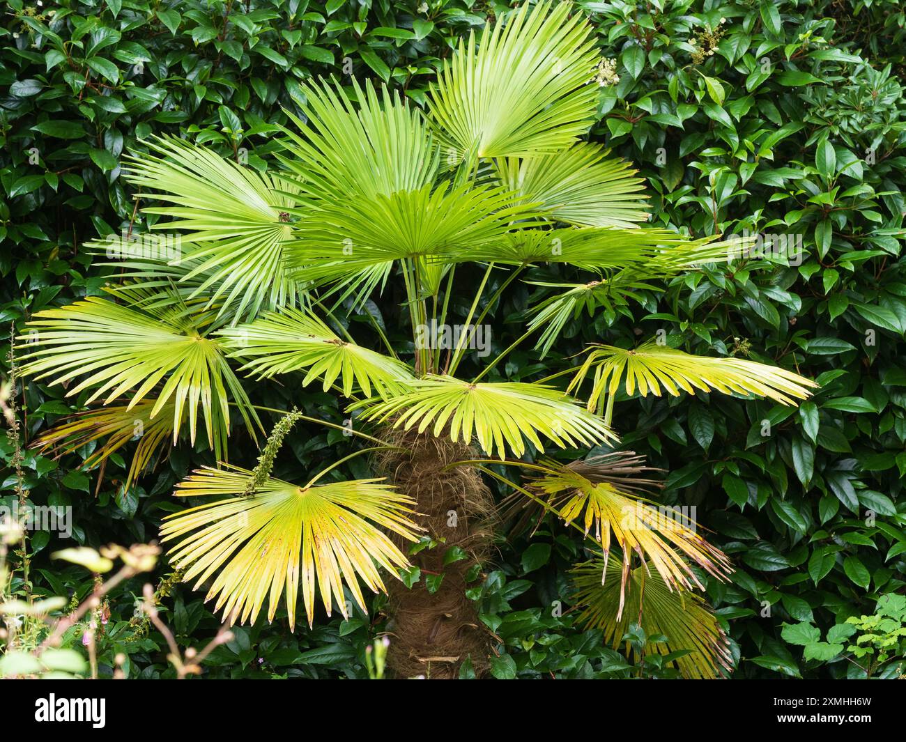 Trachycarpus wagnerianus uk hi-res stock photography and images - Alamy
