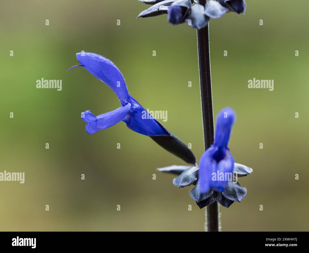 Blue flowers emerge from whorls of black calyces in the half hardy ...