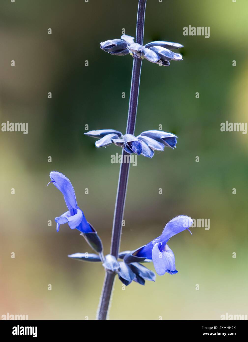 Blue flowers emerge from whorls of black calyces in the half hardy ...