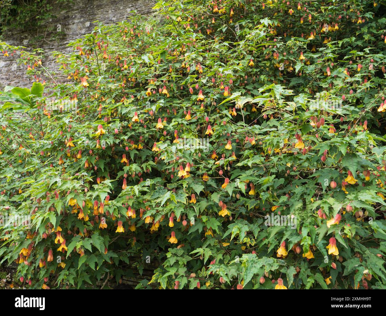 Yellow bell flowers of the half hardy, long blooming shrubby flowering ...