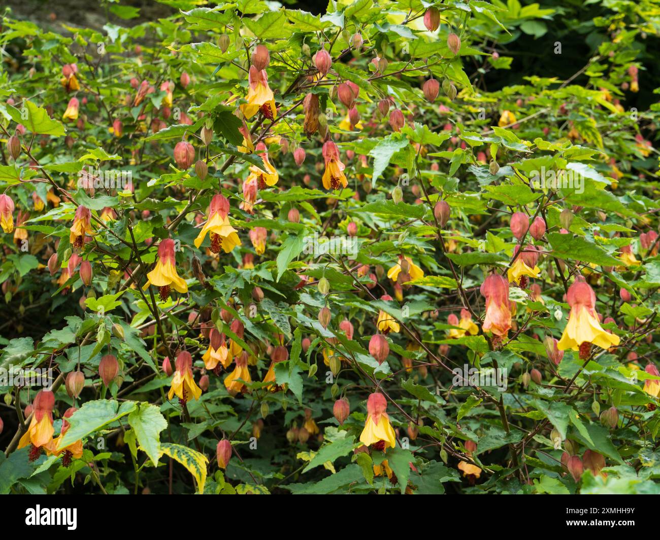 Yellow bell flowers of the half hardy, long blooming shrubby flowering ...