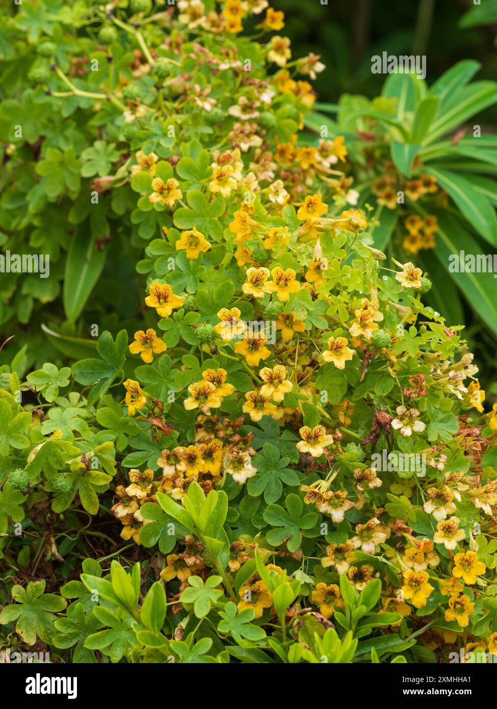 Yellow flowers of the midsummer blooming perennial with annual climbing ...