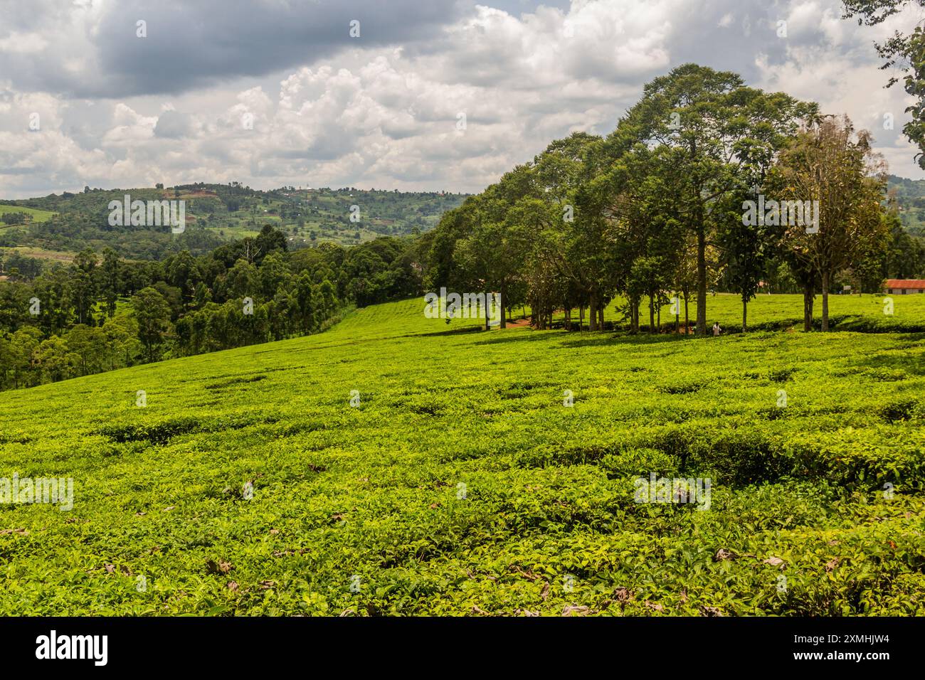 Tea plantations near Rweetera village in the crater lakes region near ...