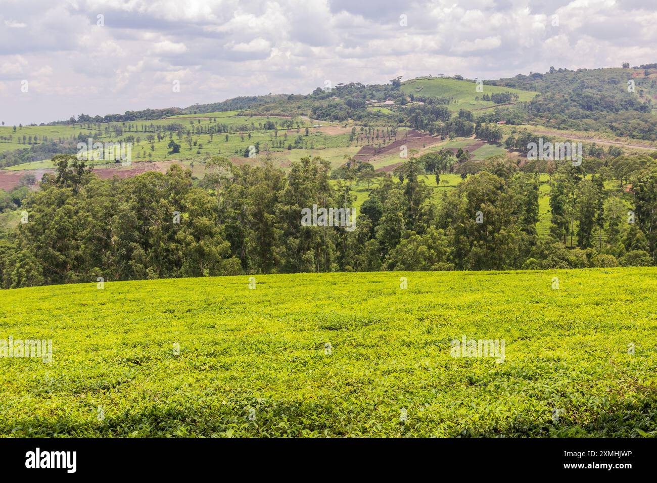 Tea plantations near Rweetera village in the crater lakes region near ...