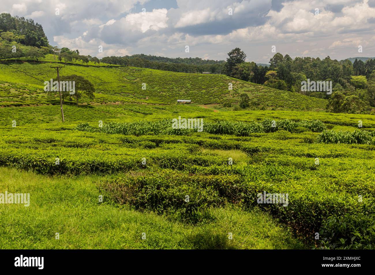 Tea plantations near Rweetera village in the crater lakes region near ...