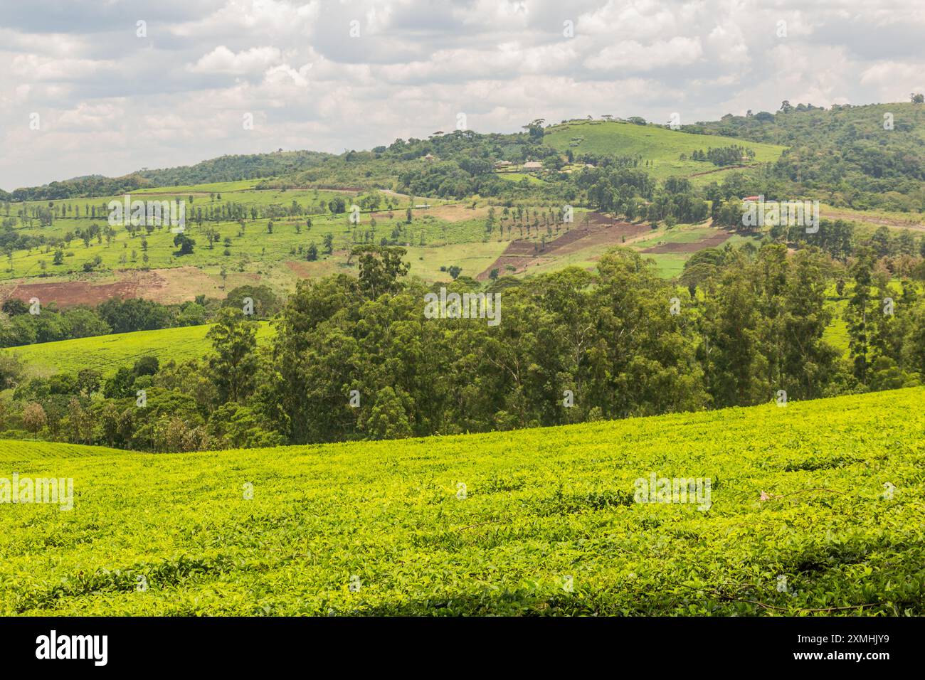 Tea plantations near Rweetera village in the crater lakes region near ...