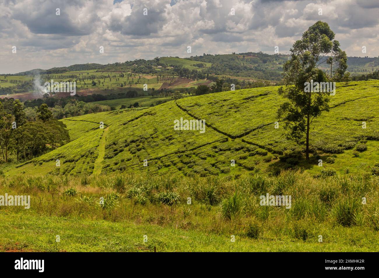 Tea plantations near Rweetera village in the crater lakes region near ...