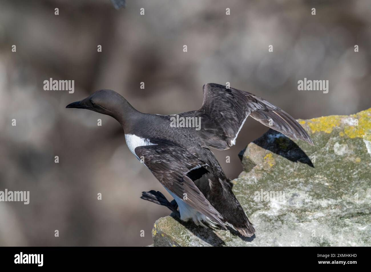 Common, murre,guillemot, Uria aalge, nesting on cliffs at Cape St. Mary ...