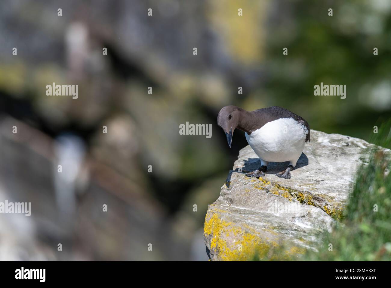Common, murre,guillemot, Uria aalge, nesting on cliffs at Cape St. Mary ...