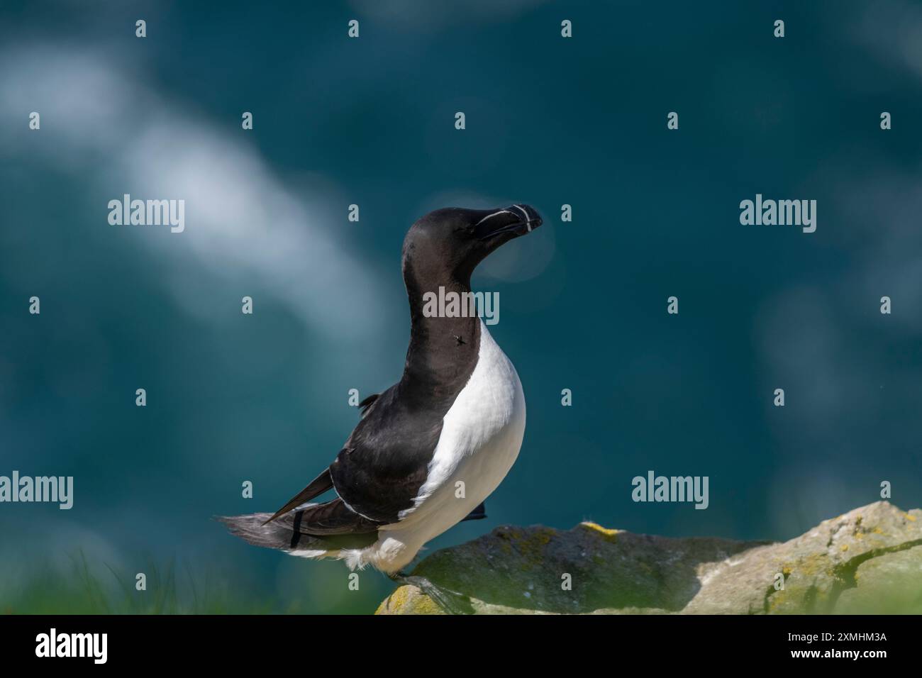 Razorbill, Alca torda, razor-billed, auk, nesting on cliffs at Cape St ...