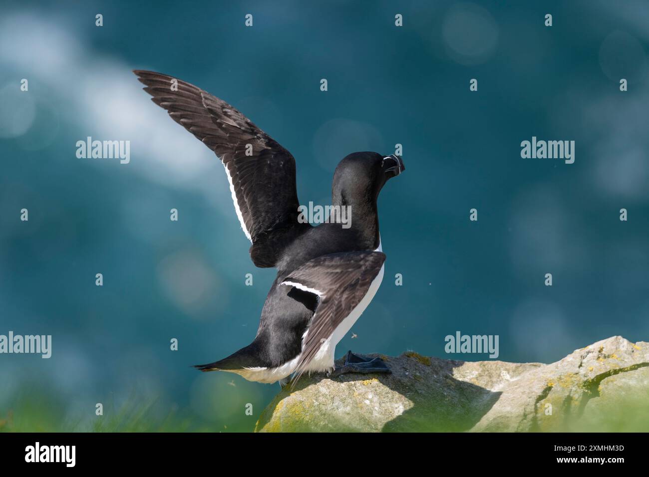 Razorbill, Alca torda, razor-billed, auk, nesting on cliffs at Cape St ...