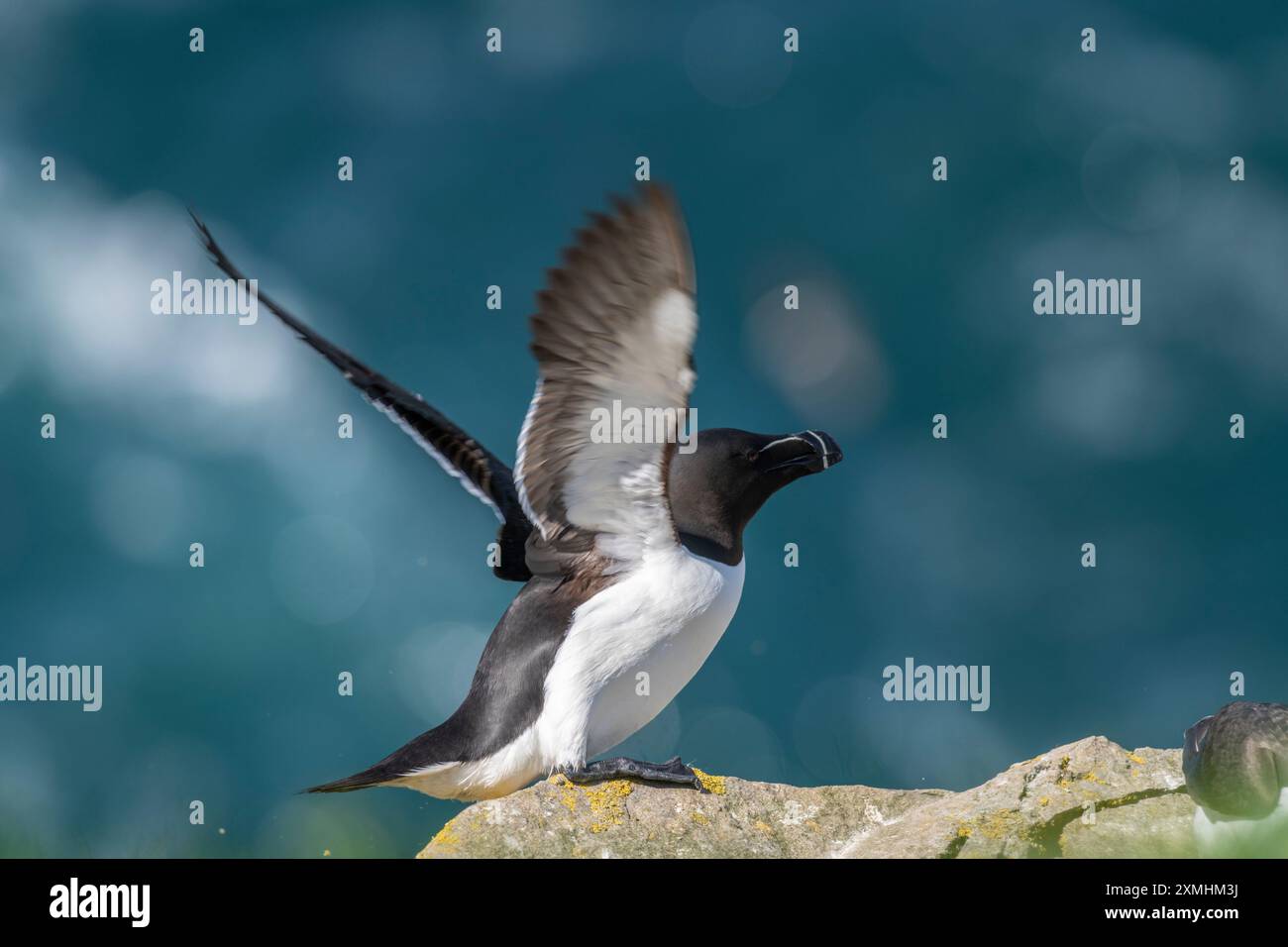 Razorbill, Alca torda, razor-billed, auk, nesting on cliffs at Cape St ...