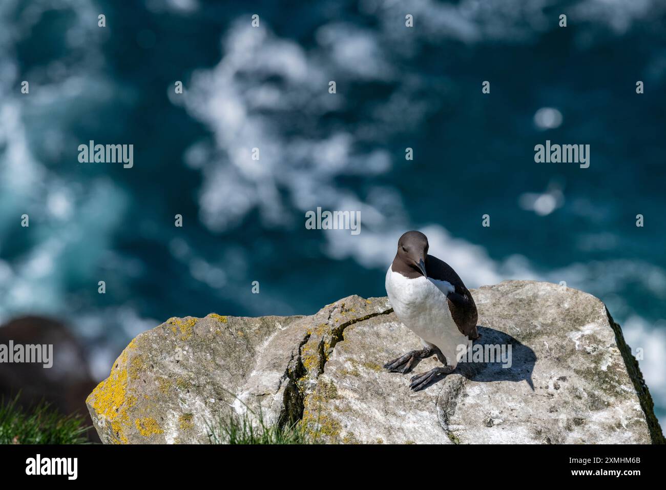 Common, murre,guillemot, Uria aalge, nesting on cliffs at Cape St. Mary ...