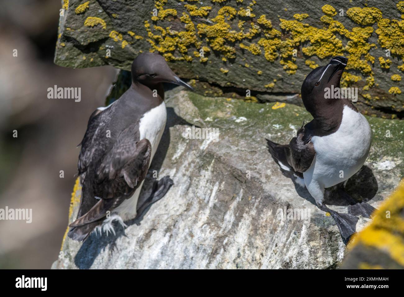 Common murre, nesting with razorbill on side of cliffs at Cape St. Mary ...