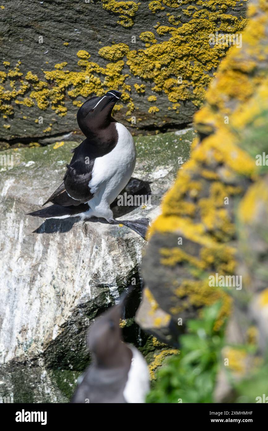 Razorbill, Alca torda, razor-billed, auk, nesting on cliffs at Cape St ...