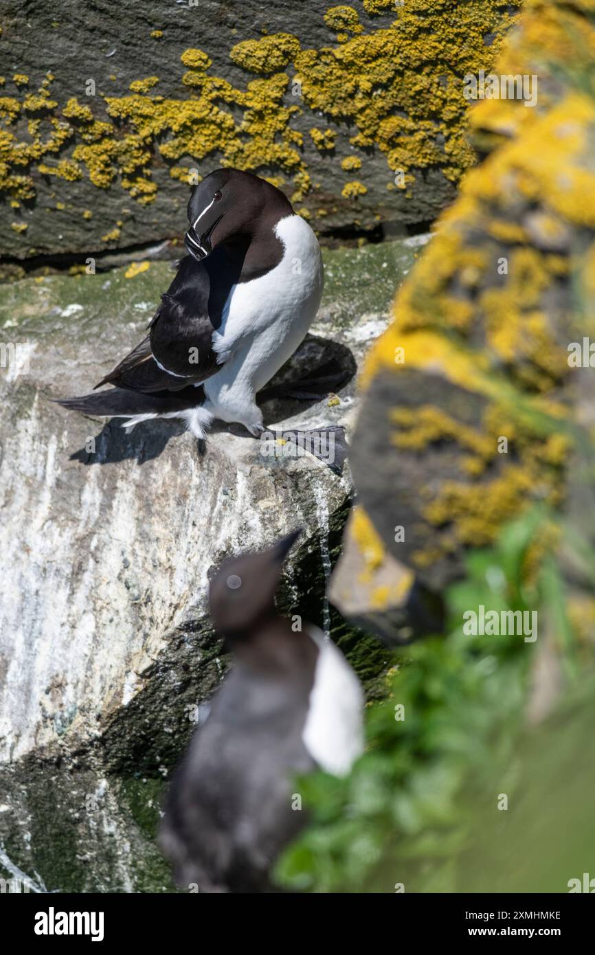 Razorbill, Alca torda, razor-billed, auk, nesting on cliffs at Cape St ...