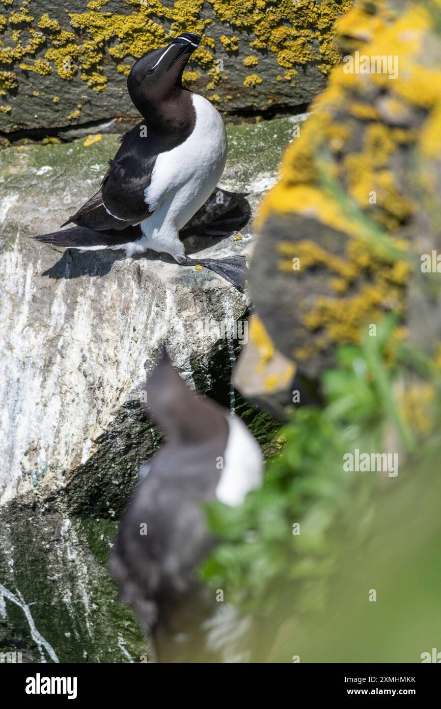 Razorbill, Alca torda, razor-billed, auk, nesting on cliffs at Cape St ...