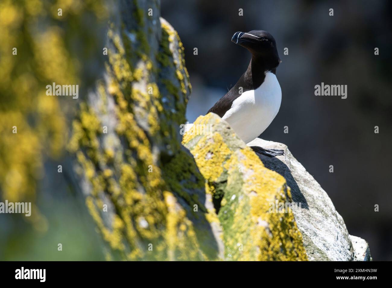 Razorbill, Alca torda, razor-billed, auk, nesting on cliffs at Cape St ...