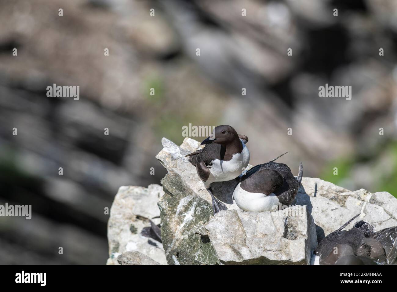 Common, murre,guillemot, Uria aalge, nesting on cliffs at Cape St. Mary ...