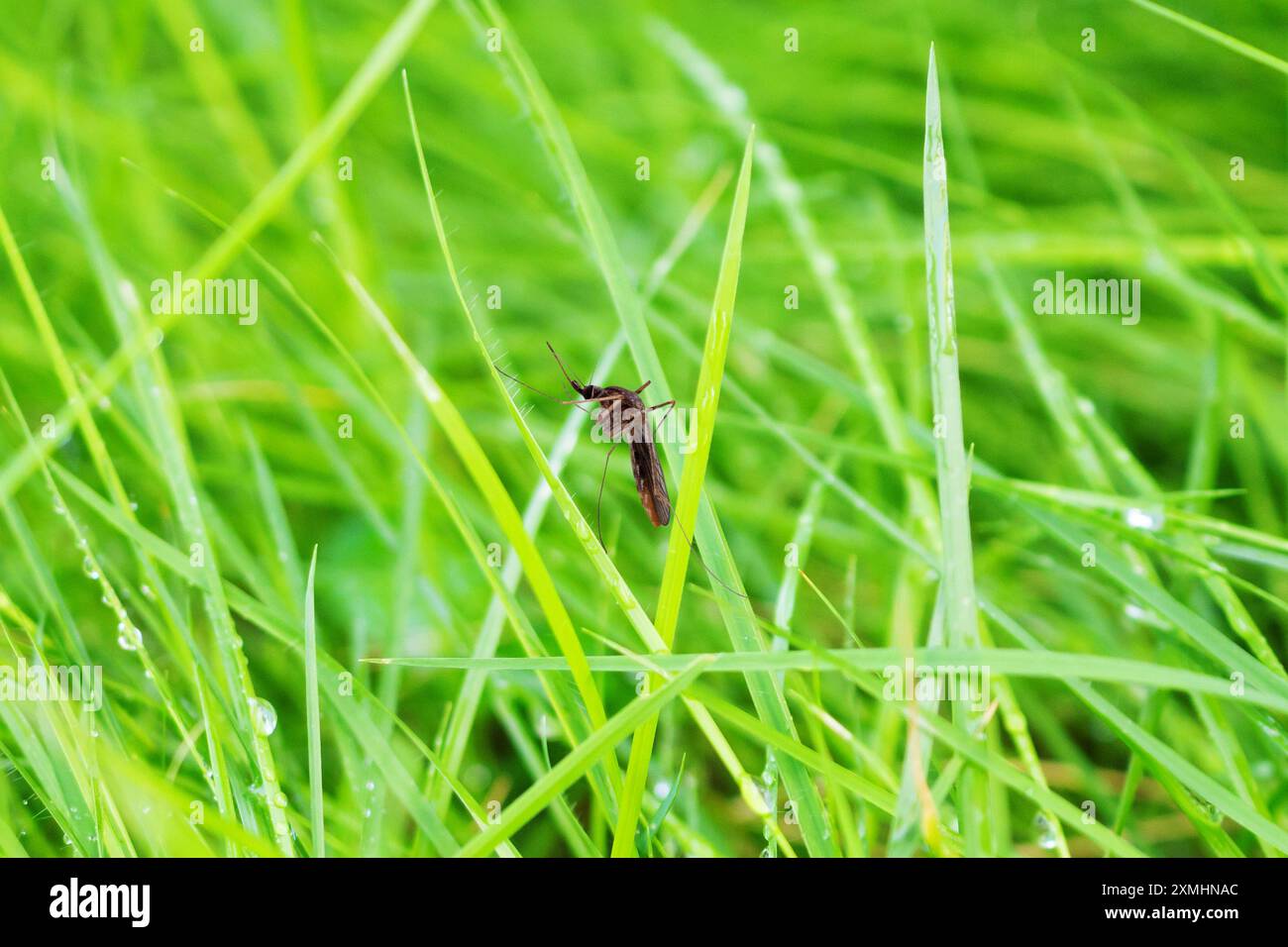 Mosquitoes on green leaves hi-res stock photography and images - Alamy