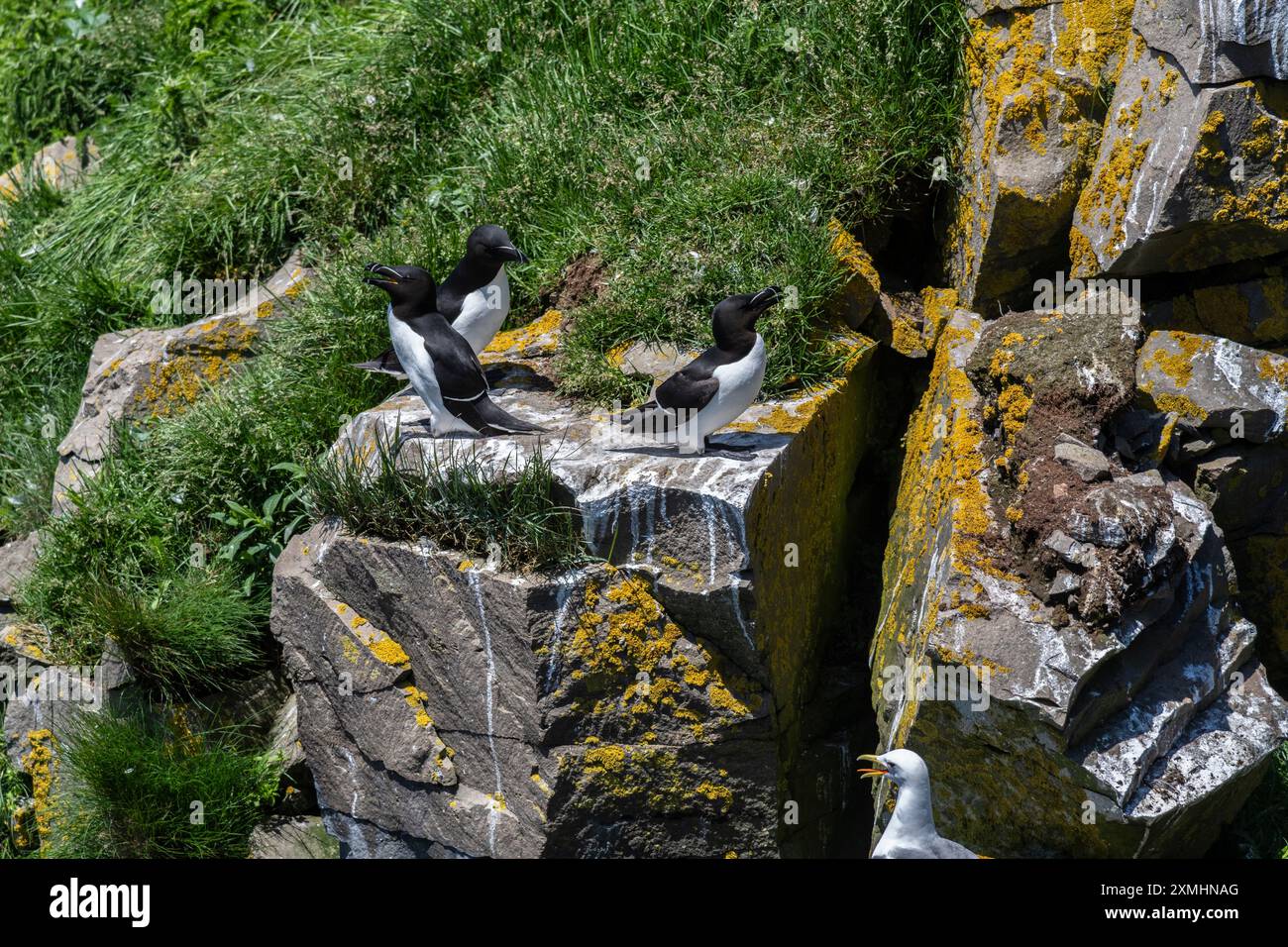 Razorbill, Alca torda, razor-billed, auk, nesting on cliffs at Cape St ...