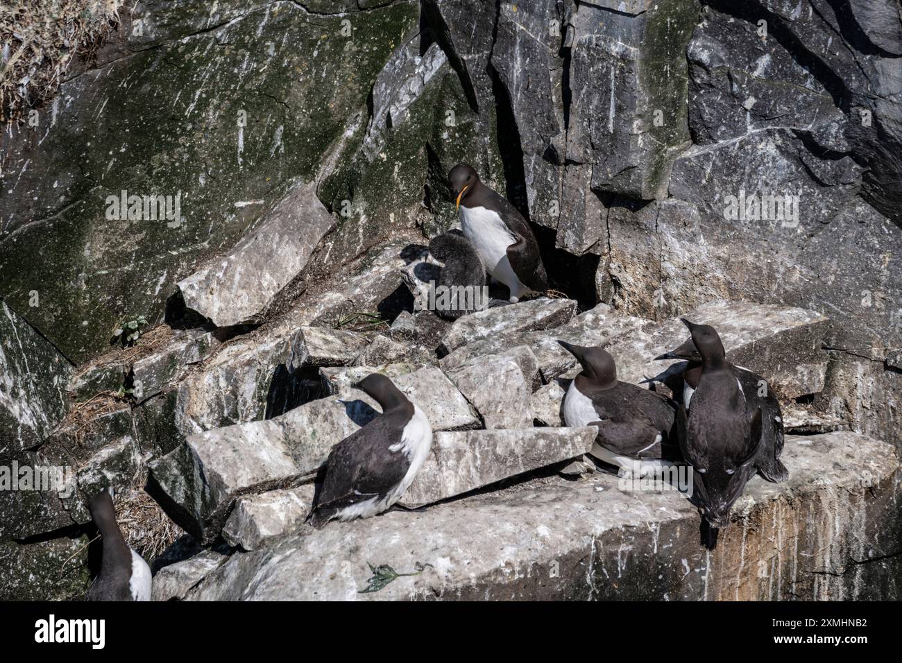 Common, murre,guillemot, Uria aalge, nesting on cliffs at Cape St. Mary ...