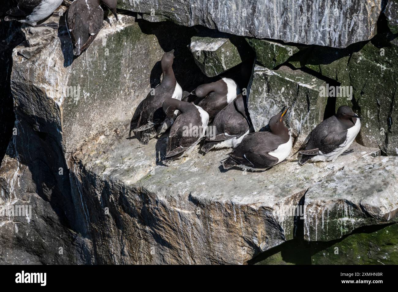 Common, murre,guillemot, Uria aalge, nesting on cliffs at Cape St. Mary ...