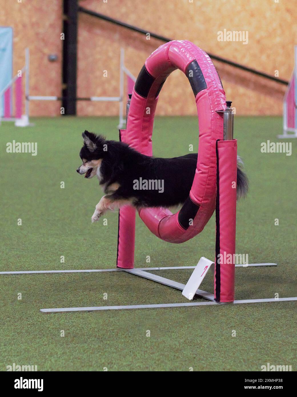 A female, Chihuahua dog jumping through an agility ring Stock Photo - Alamy