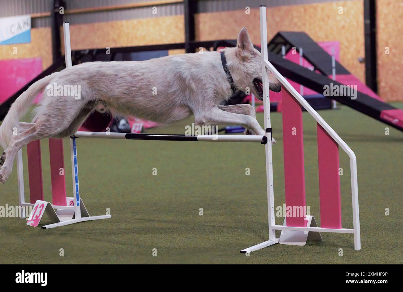 A large, adult, white, male, German Shepherd dog, jumping over a hurdle ...