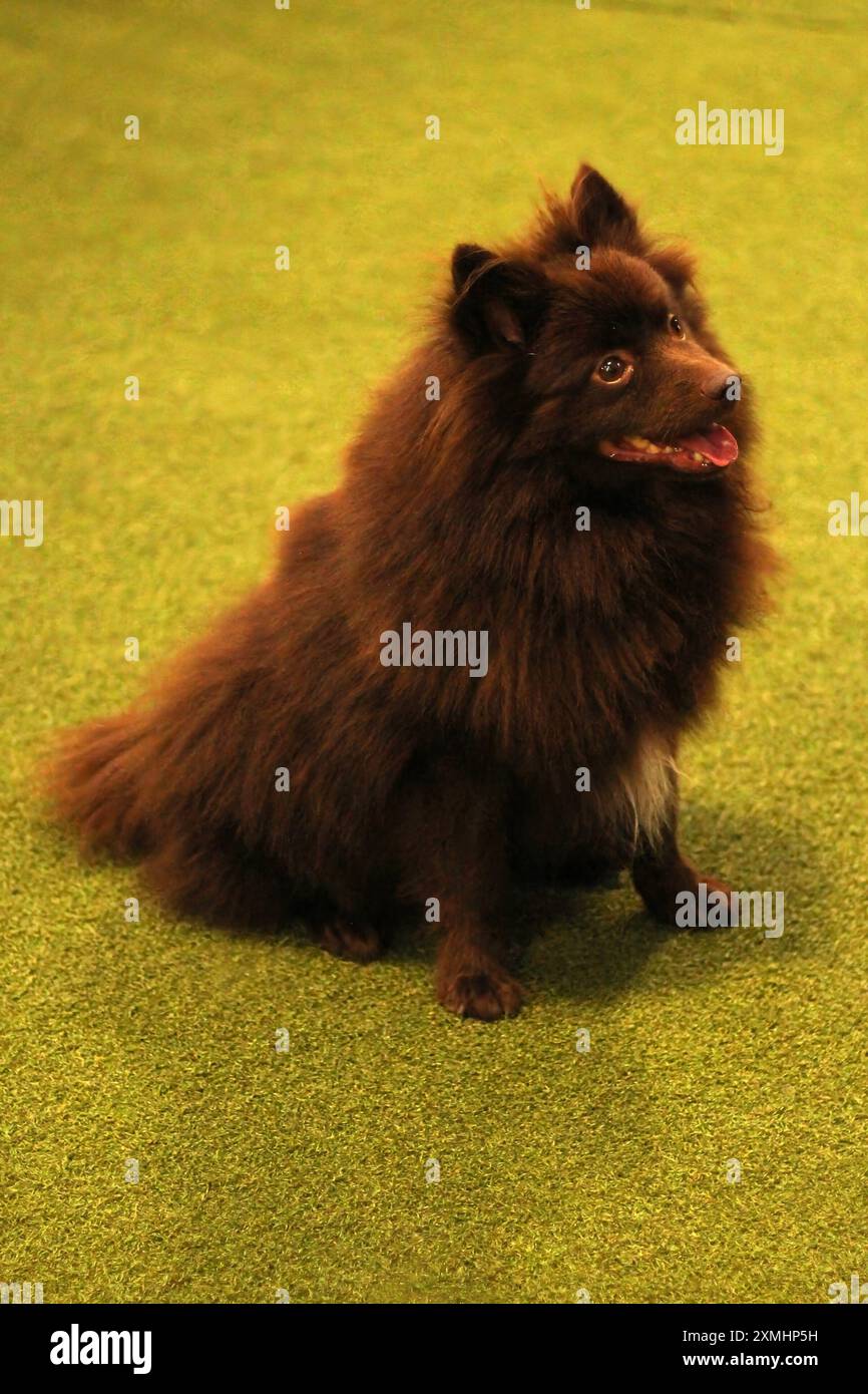 A brown, male, German Spitz dog looking up Stock Photo - Alamy