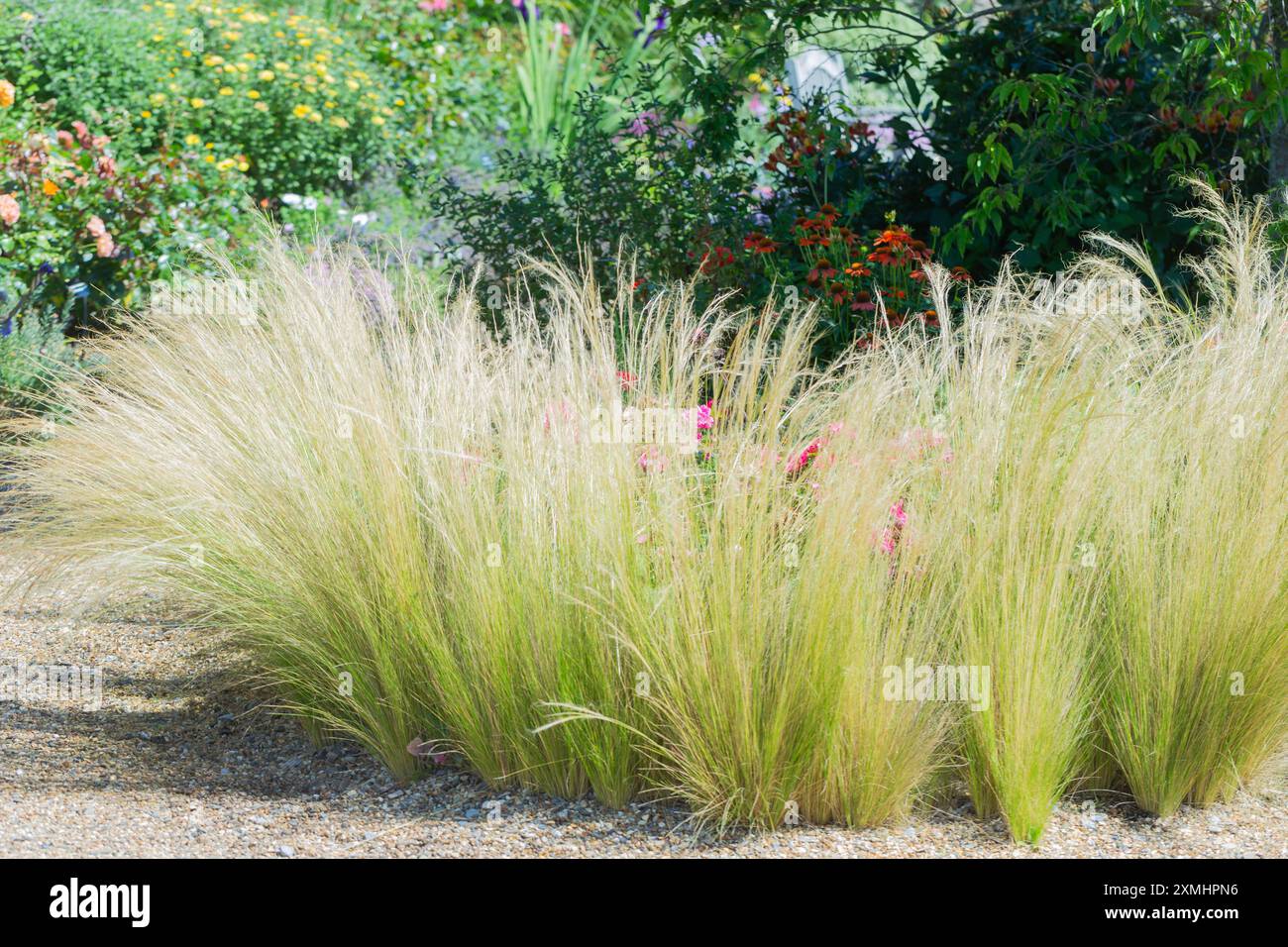 Perennial Grasses - Mexican Feathergrass / Stipa tenuissima commonly ...