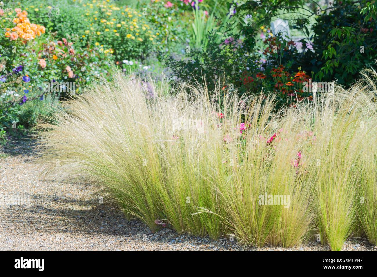 Perennial Grasses - Mexican Feathergrass / Stipa tenuissima commonly ...